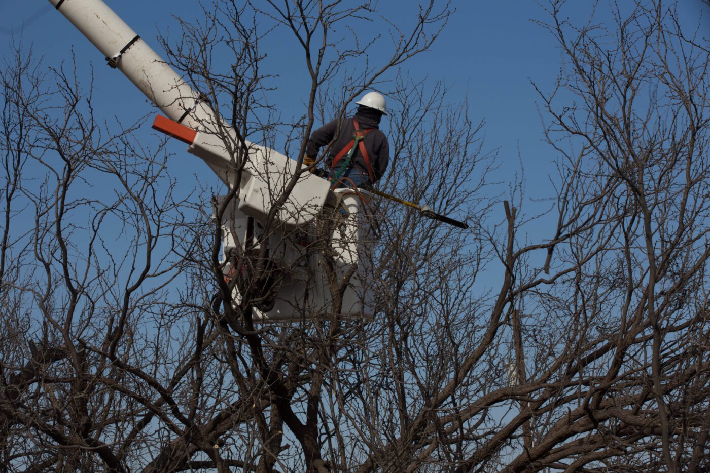 Tree Trimming Improves Reliability For All Taylor Electric Co Op