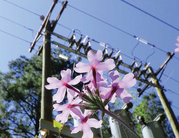 Tree Trimming Taylor Electric Co Op